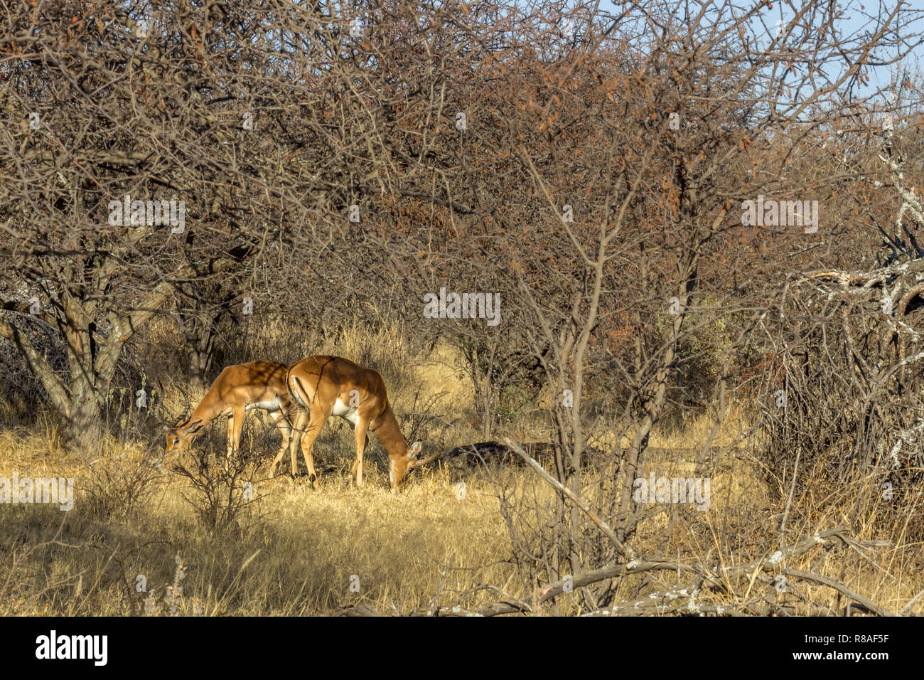 Impalas aepyceros melampus serengeti national hi-res stock photography ...