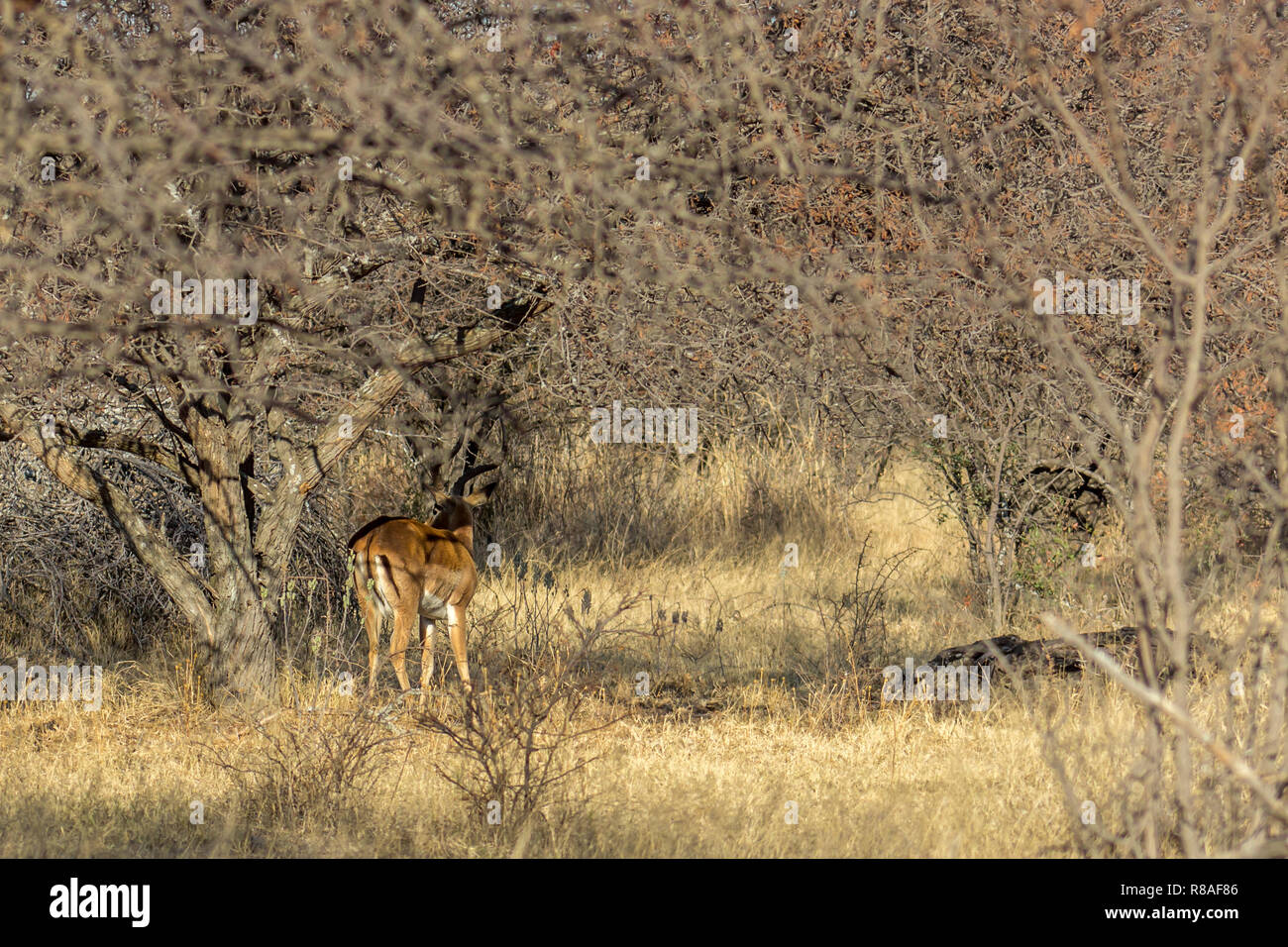 Male and female impalas hi-res stock photography and images - Alamy