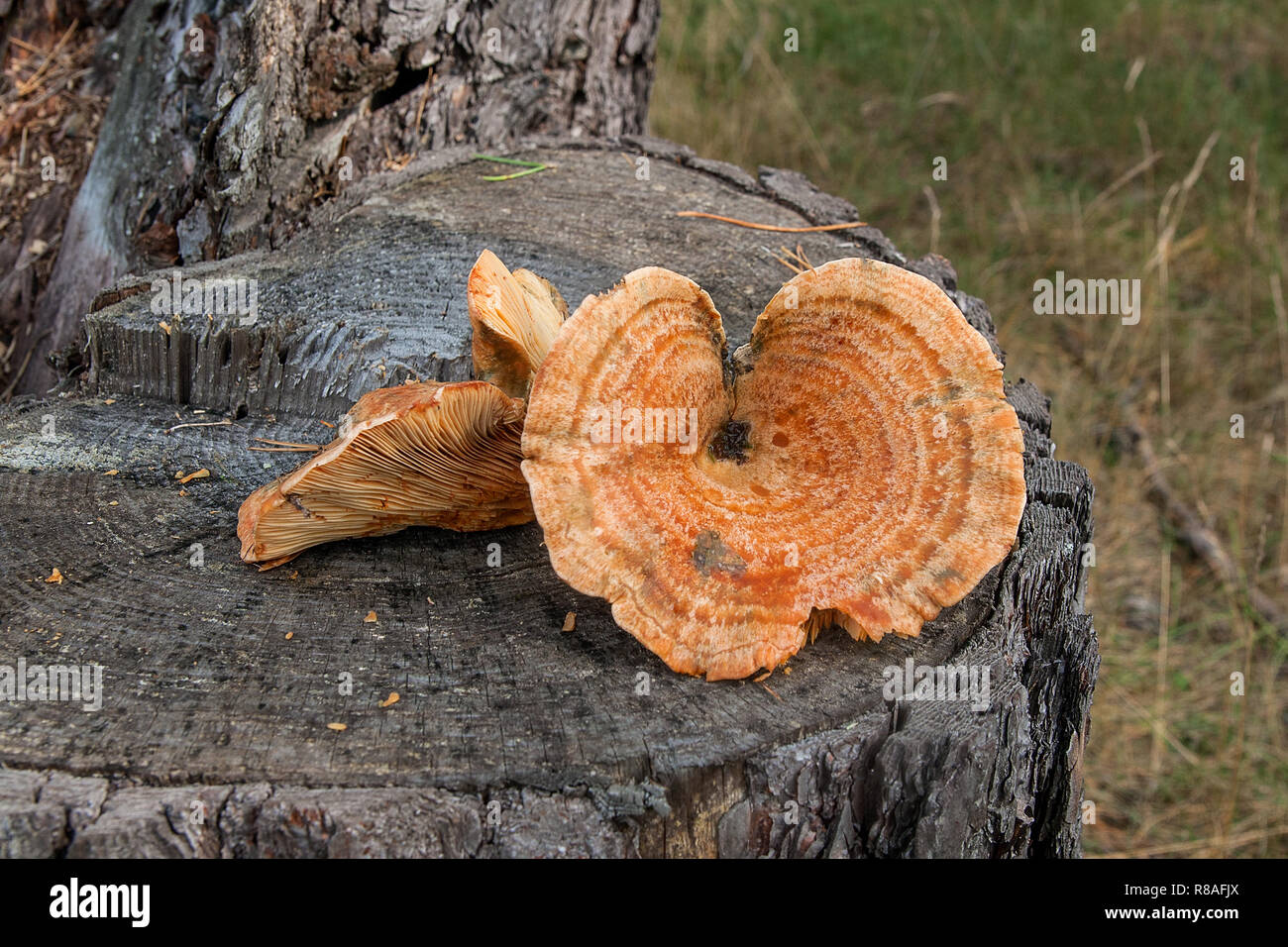 Harvested at autumn amazing edible mushrooms Saffron Milk Cap known as ...