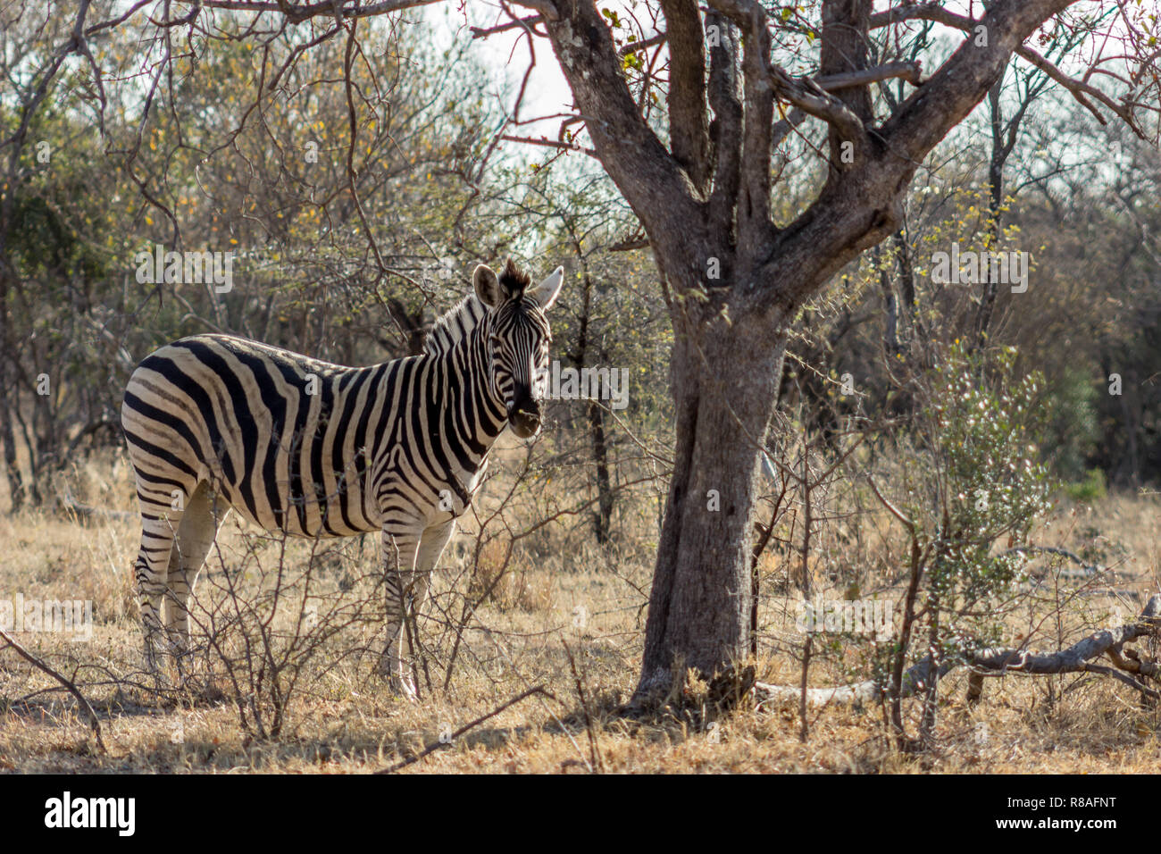 Zebra looking towards camera hi-res stock photography and images - Alamy