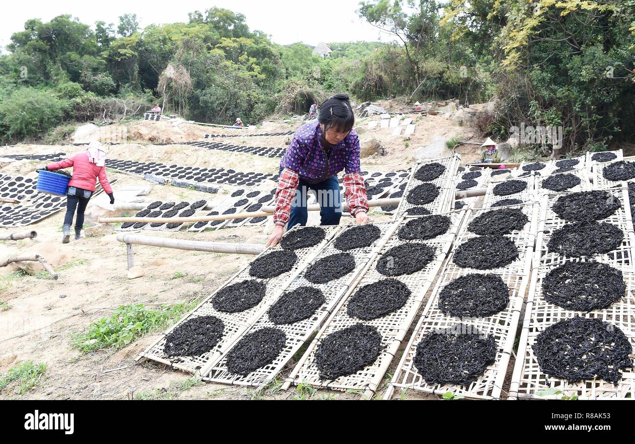 Nanao, China's Guangdong Province. 14th Dec, 2018. People dry laver in ...