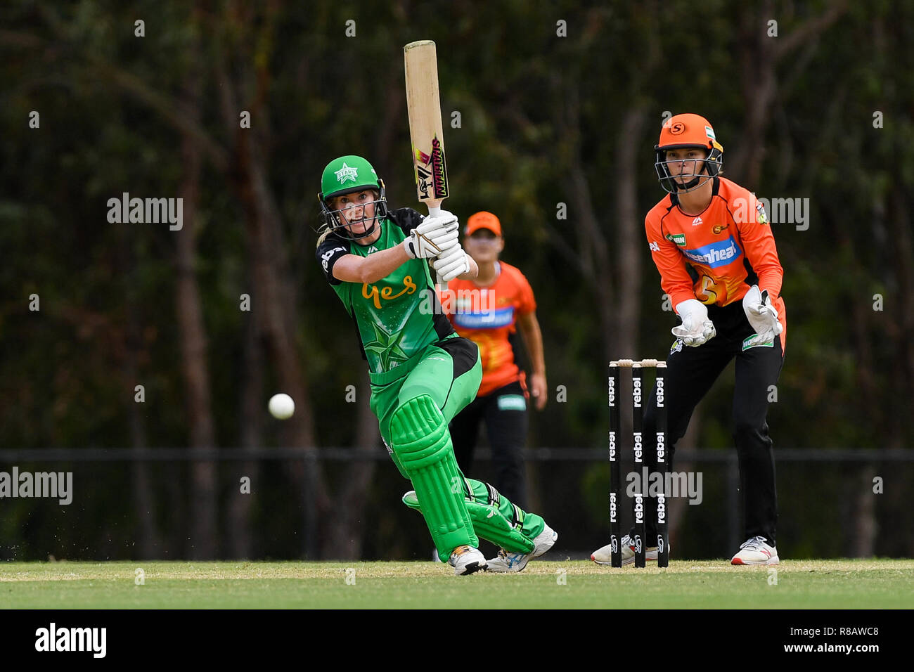 Australian holly hi-res stock photography and images - Alamy