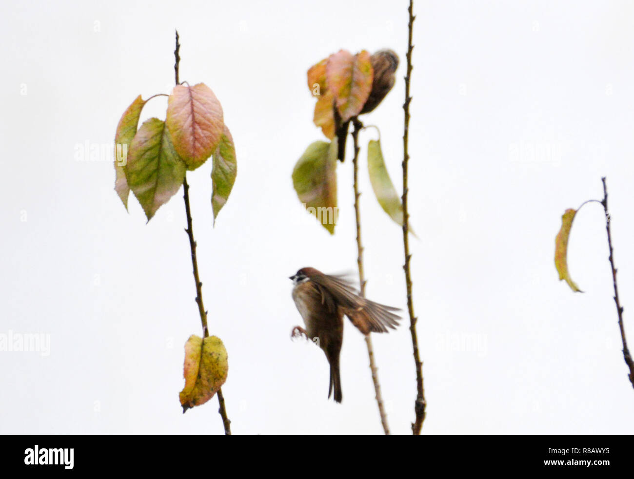 Luan trees trees trees hi-res stock photography and images - Alamy