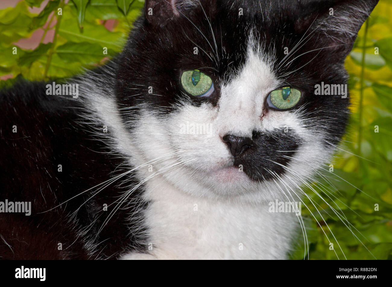 Cat looking into lens hi-res stock photography and images - Alamy