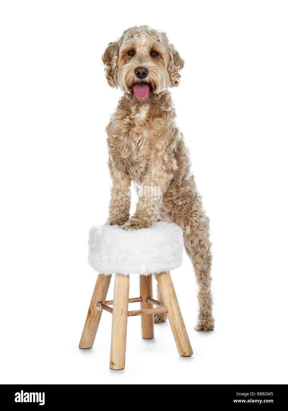 Young adult Golden Labradoodle dog, standing behind and with front paws ...
