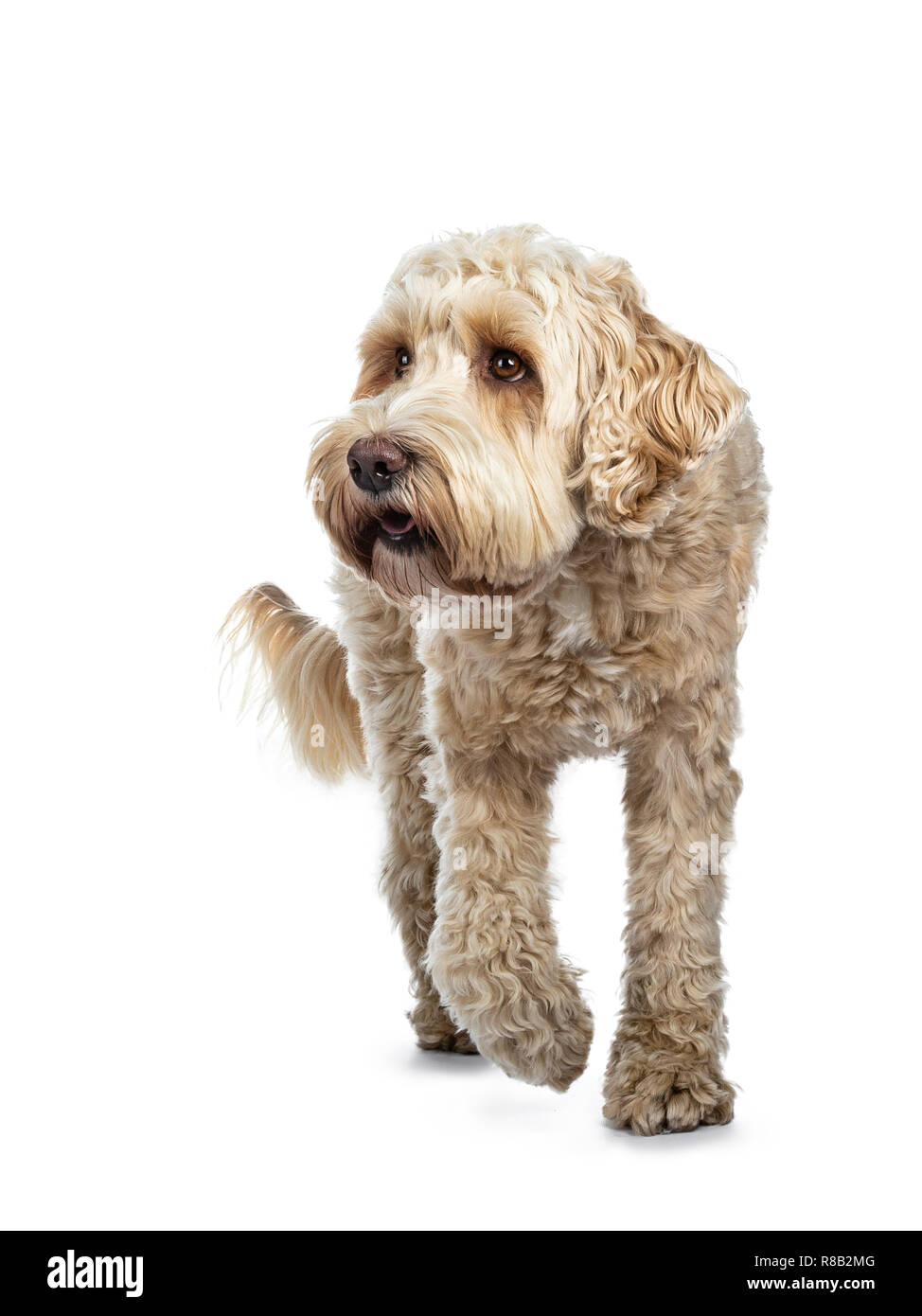 Young adult Golden Labradoodle dog, walking towards camera, one paw in ...