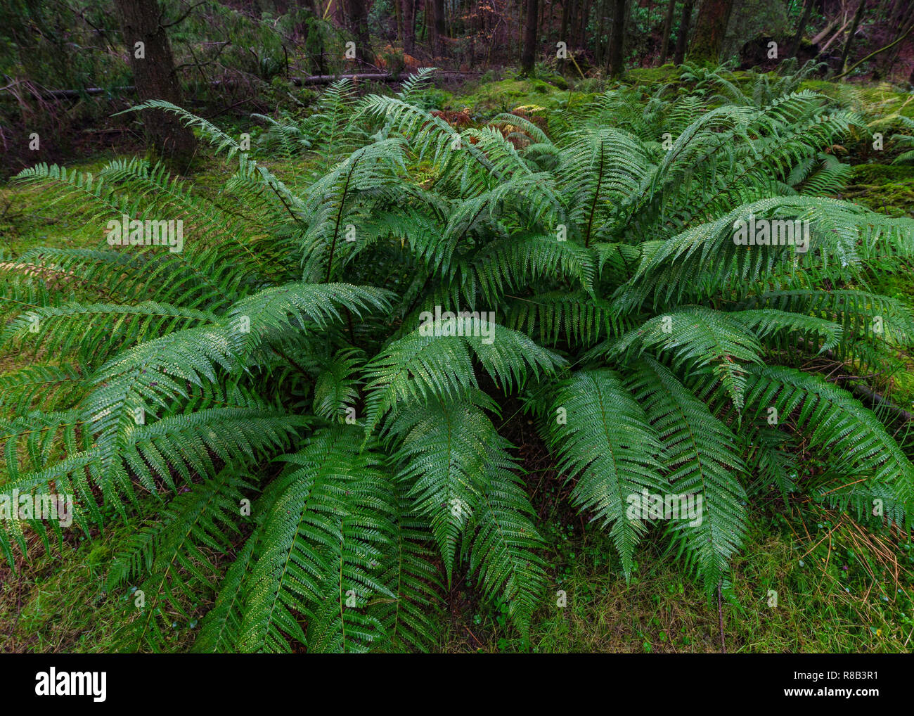 Fern growing on forest floor Stock Photo - Alamy