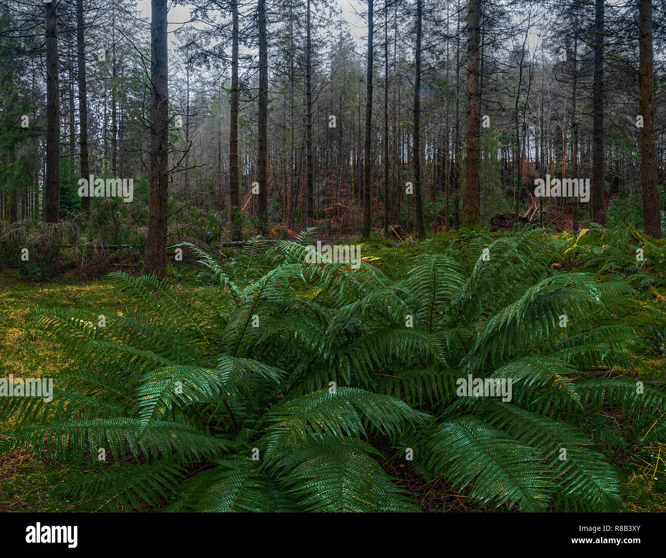 Ferns and conifers hi-res stock photography and images - Alamy