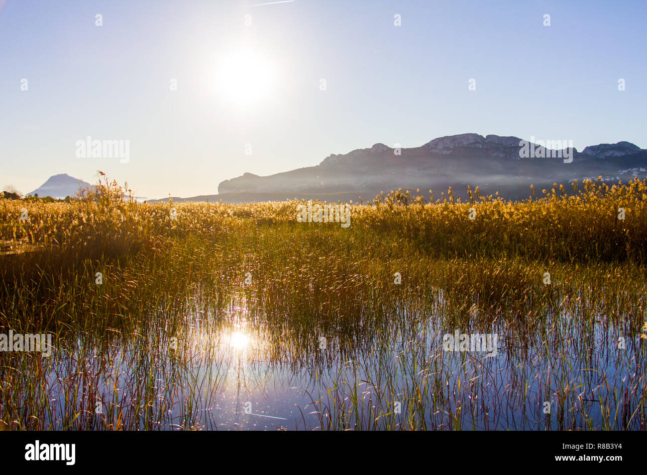 Sagaria hi-res stock photography and images - Alamy