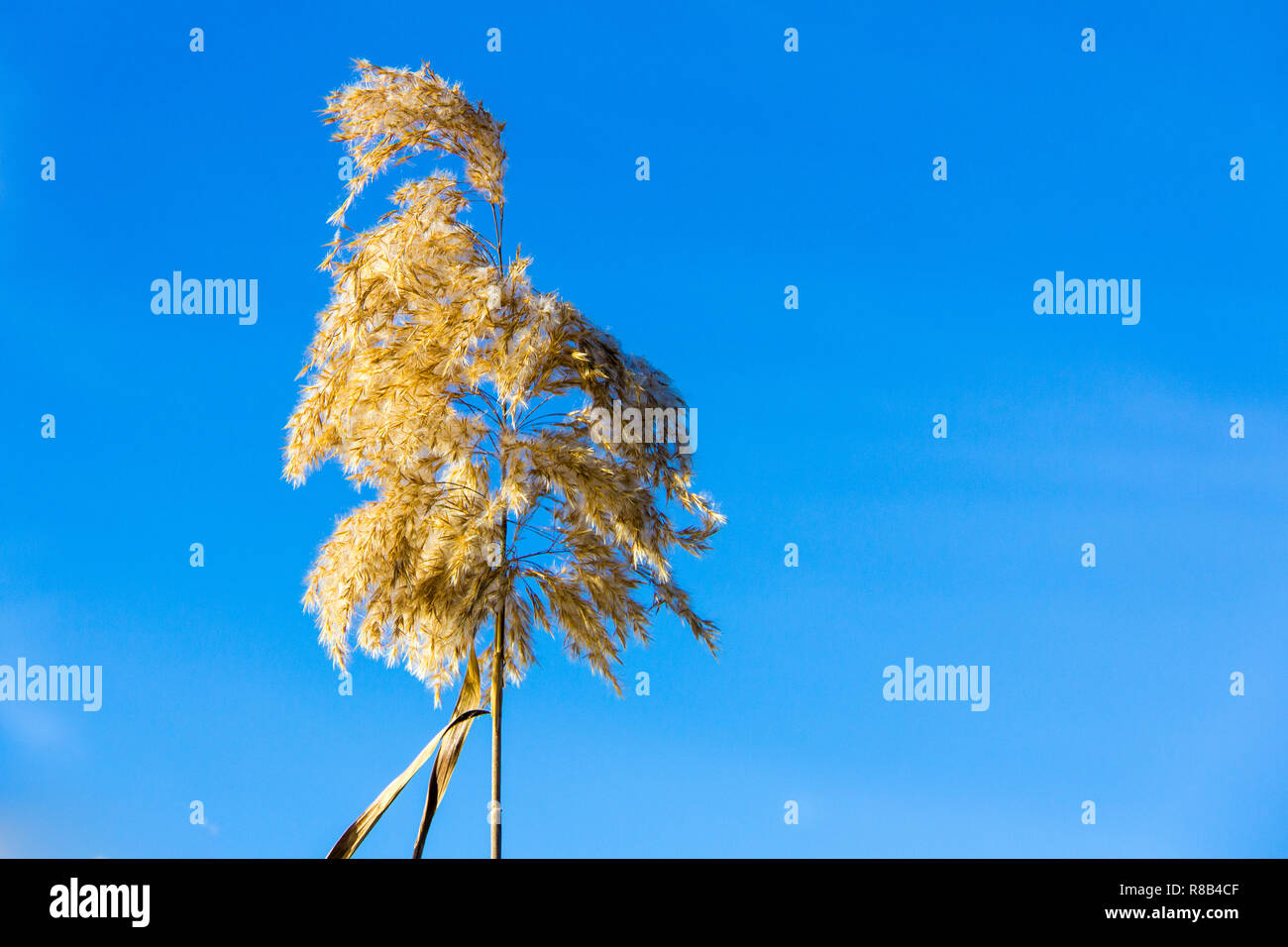 Close-up of a reed flower in the wetlands natural park La Marjal in ...