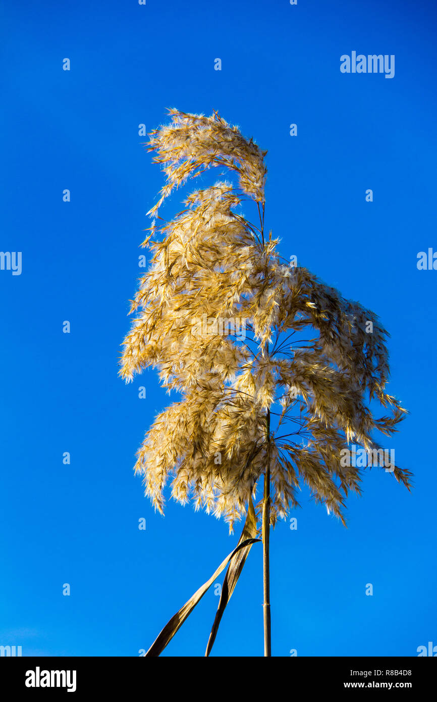 Close-up of a reed flower in the wetlands natural park La Marjal in ...