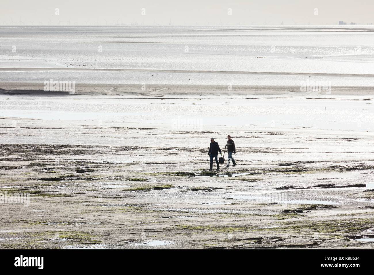 Cockle pickers at low tide, Morecambe Bay, Lower Holker, Cumbria, 2017 ...