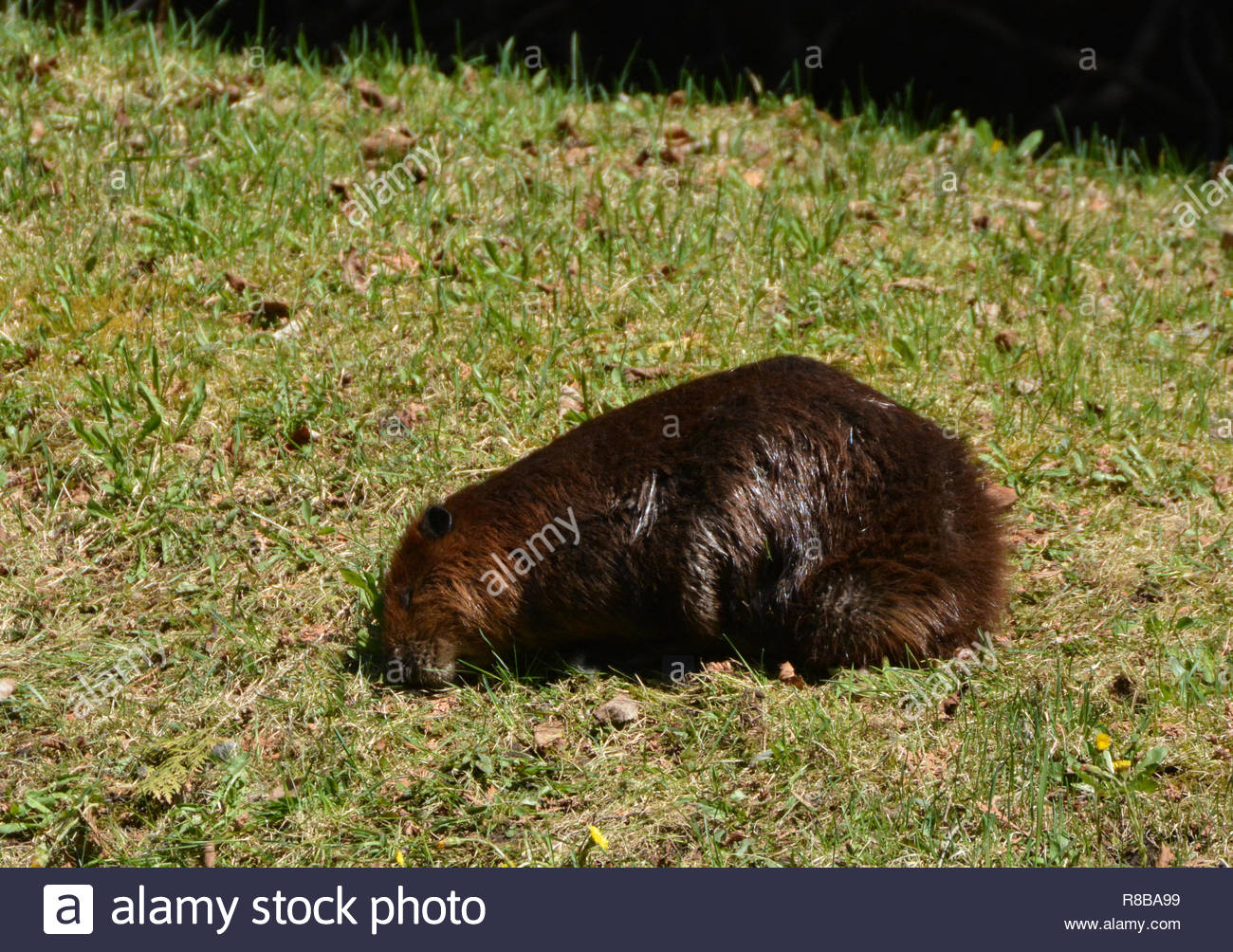 Beaver Tail Canada Stock Photos & Beaver Tail Canada Stock Images - Alamy