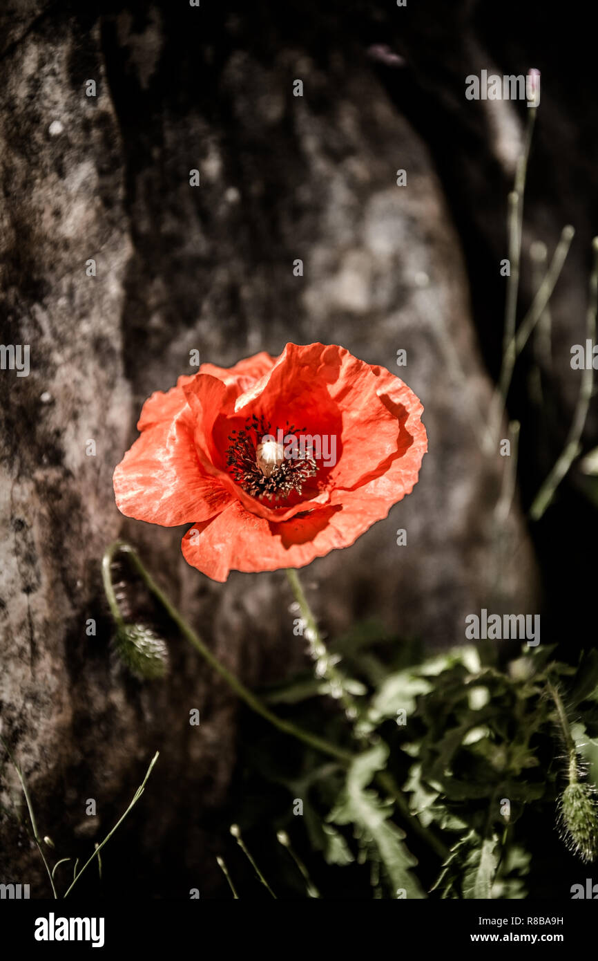 Single red poppy flower isolated on dark wood background, petal ...