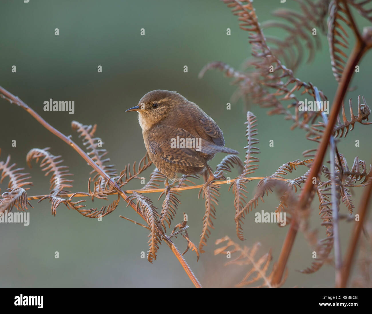 Family wrens hi-res stock photography and images - Alamy