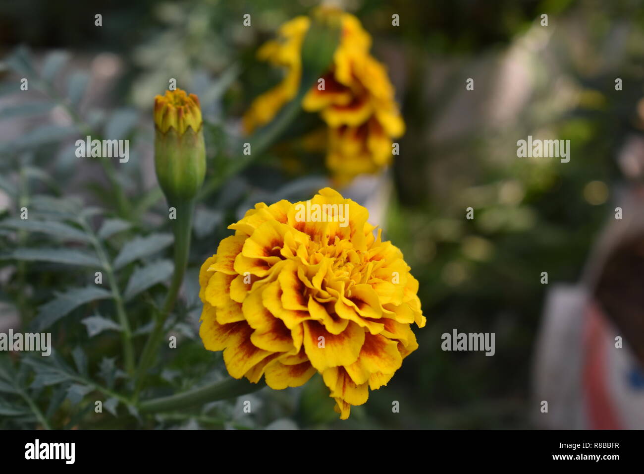 Simple yellow flowers hi-res stock photography and images - Alamy