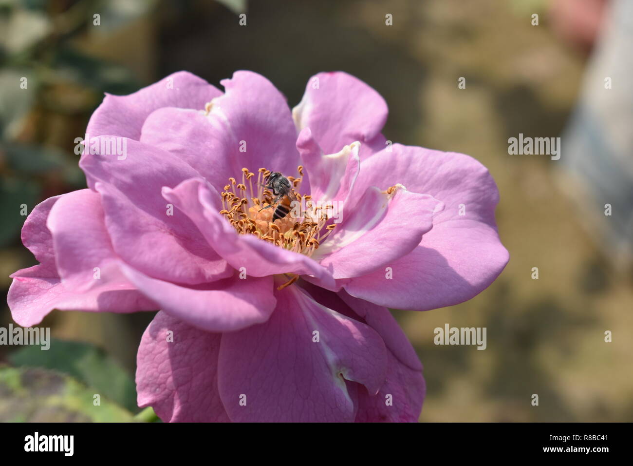 A single white rose hi-res stock photography and images - Alamy
