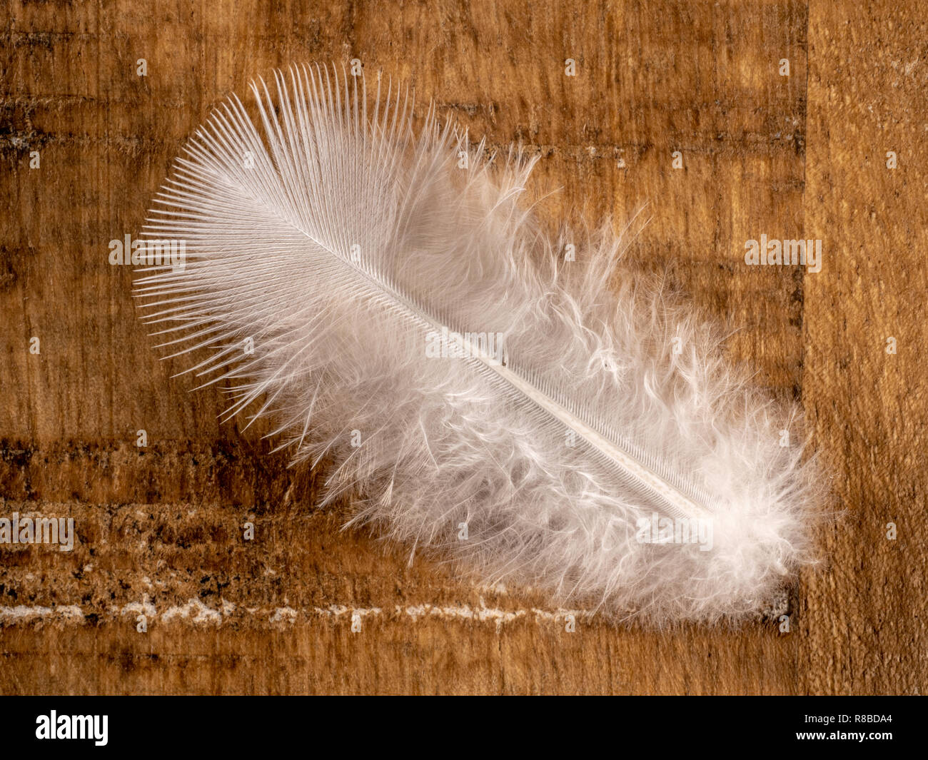Down Feather Stock Photos & Down Feather Stock Images - Alamy