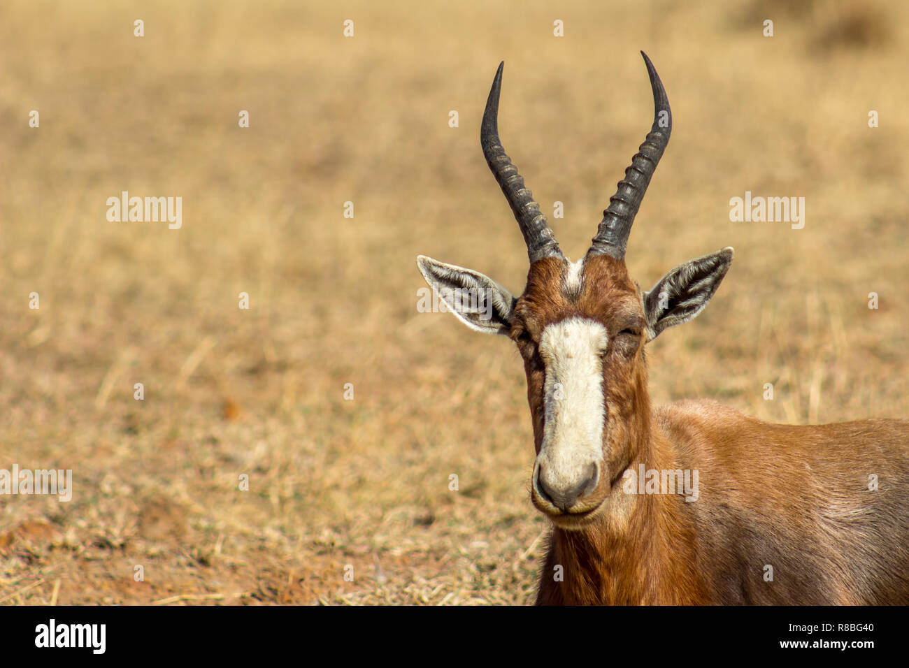 Blesbok Antelope Stock Photos & Blesbok Antelope Stock Images - Alamy
