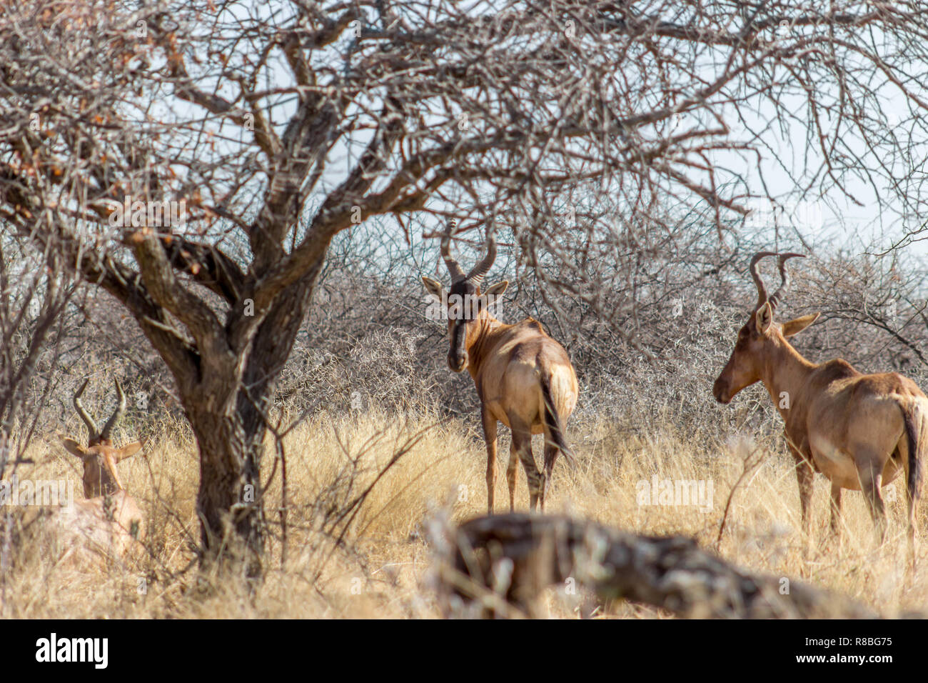 Bushveld tree hi-res stock photography and images - Alamy