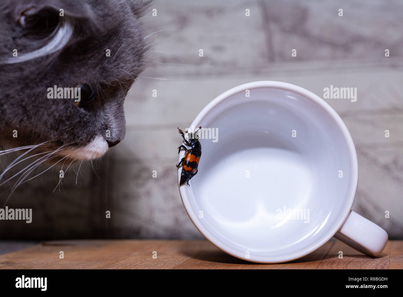 Beetle cat hi-res stock photography and images - Alamy
