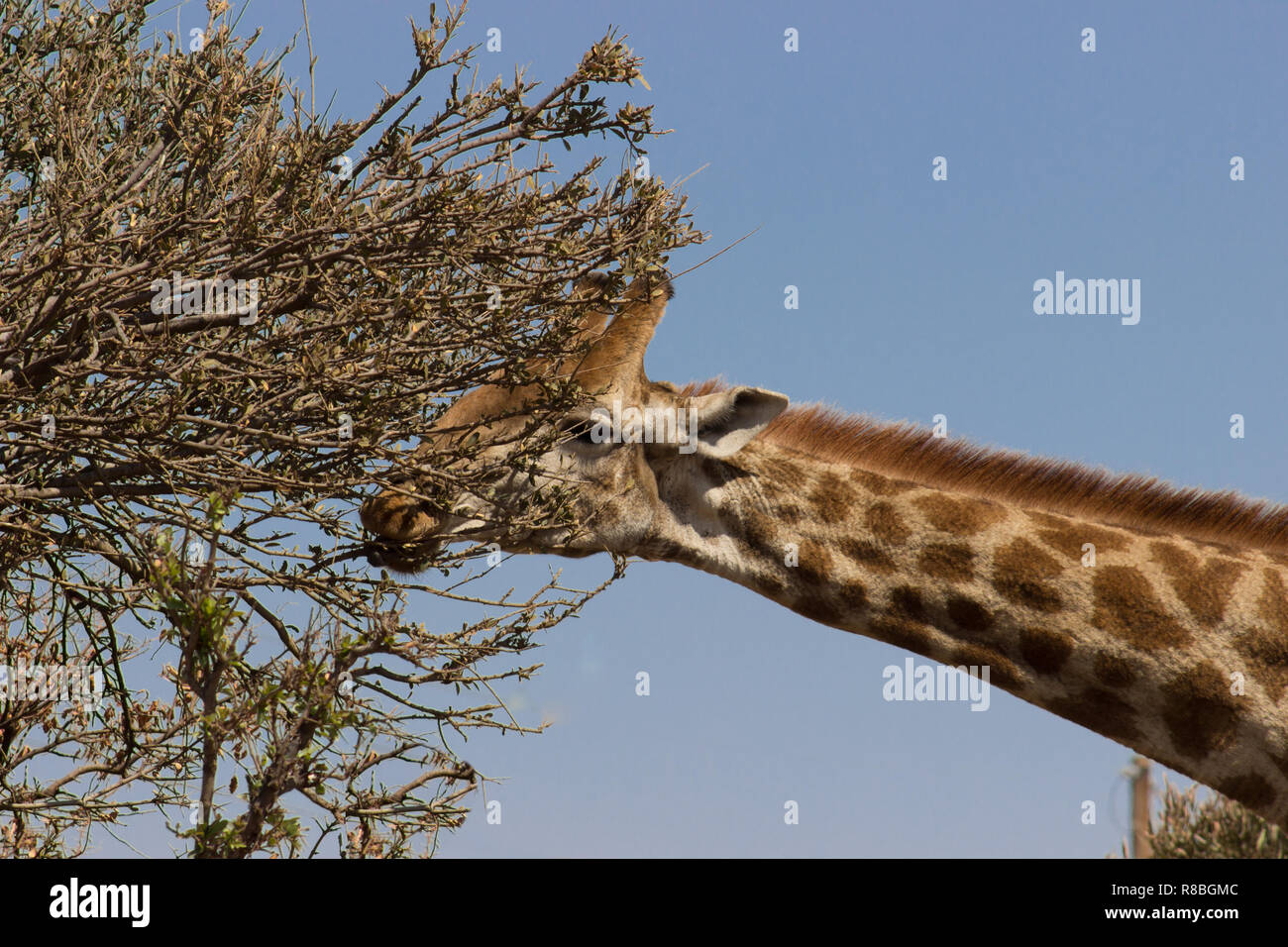 Giraffe eating leaves from tree hi-res stock photography and images - Alamy