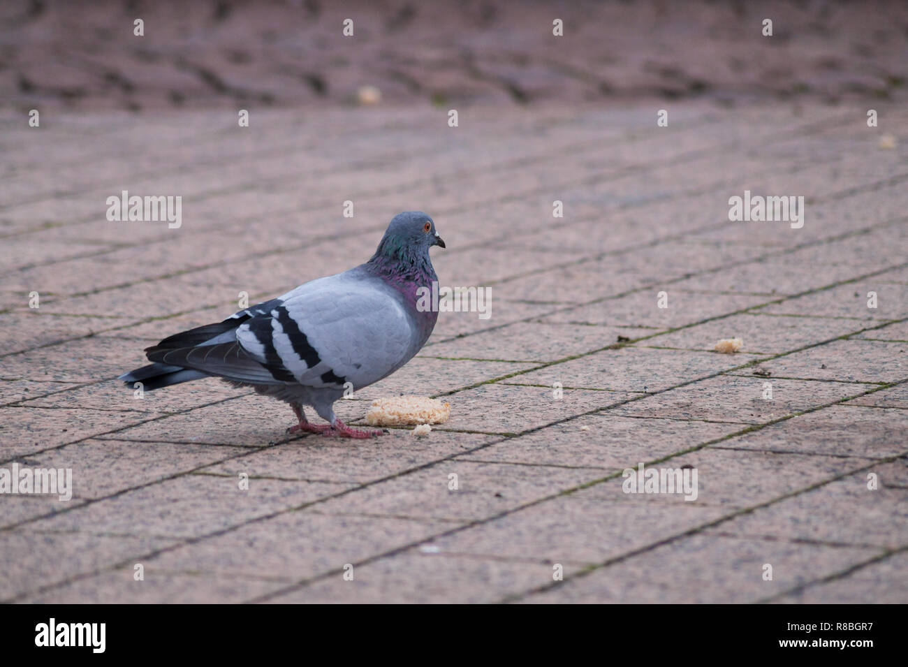 Columbidae hi-res stock photography and images - Alamy
