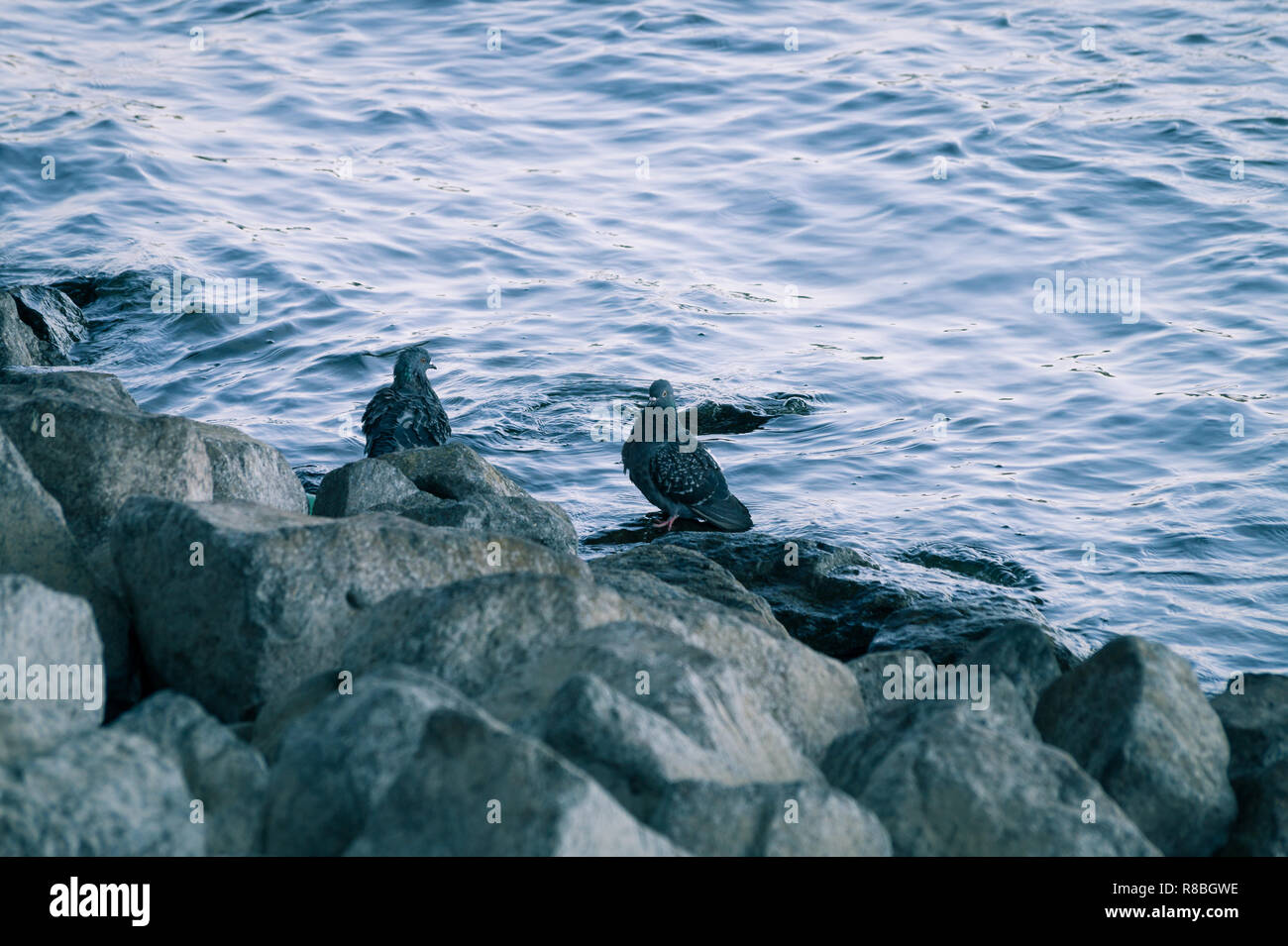 Sea doves hi-res stock photography and images - Alamy
