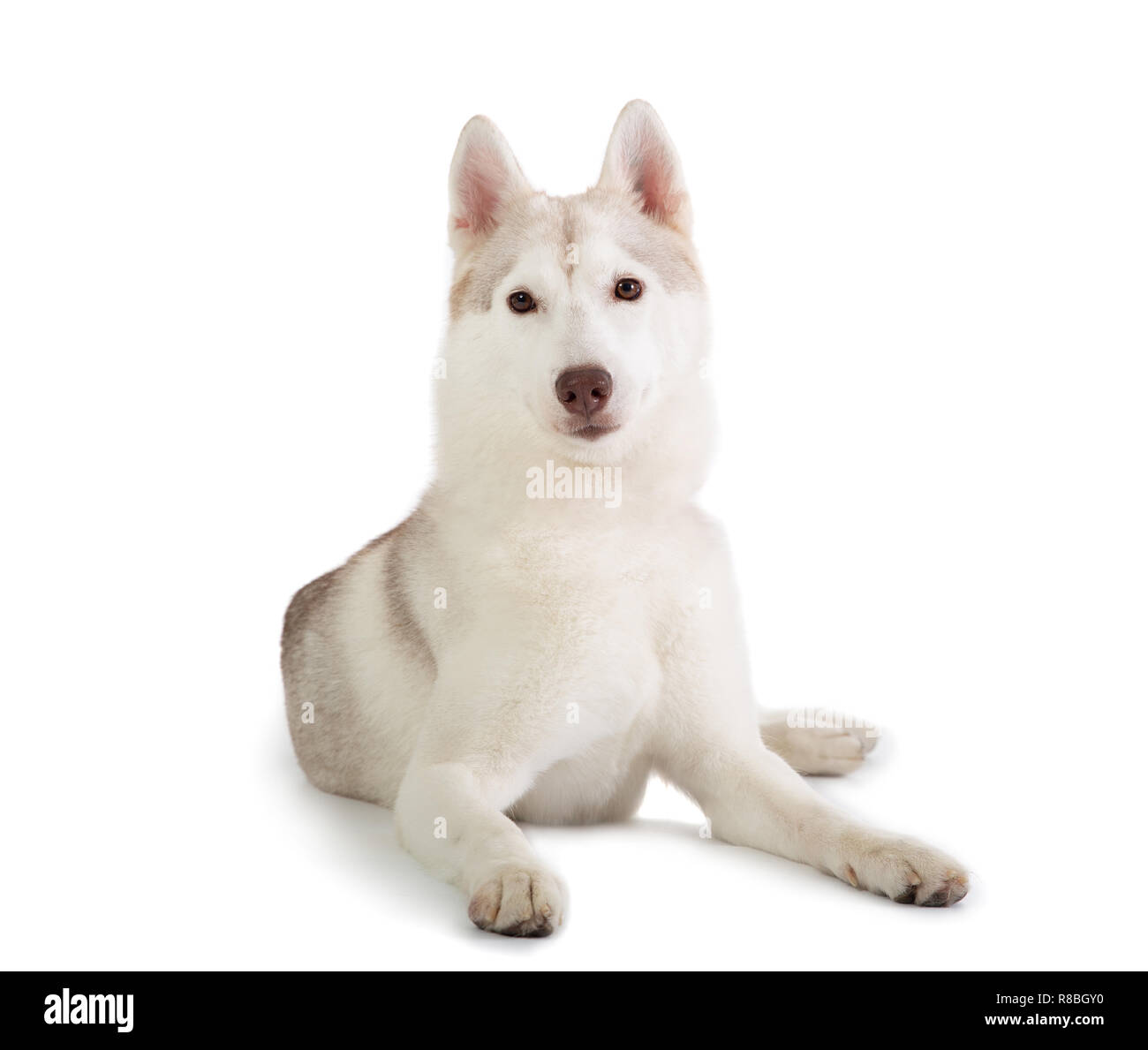 portrait of gorgeous siberian husky sitting on the floor and looking at ...