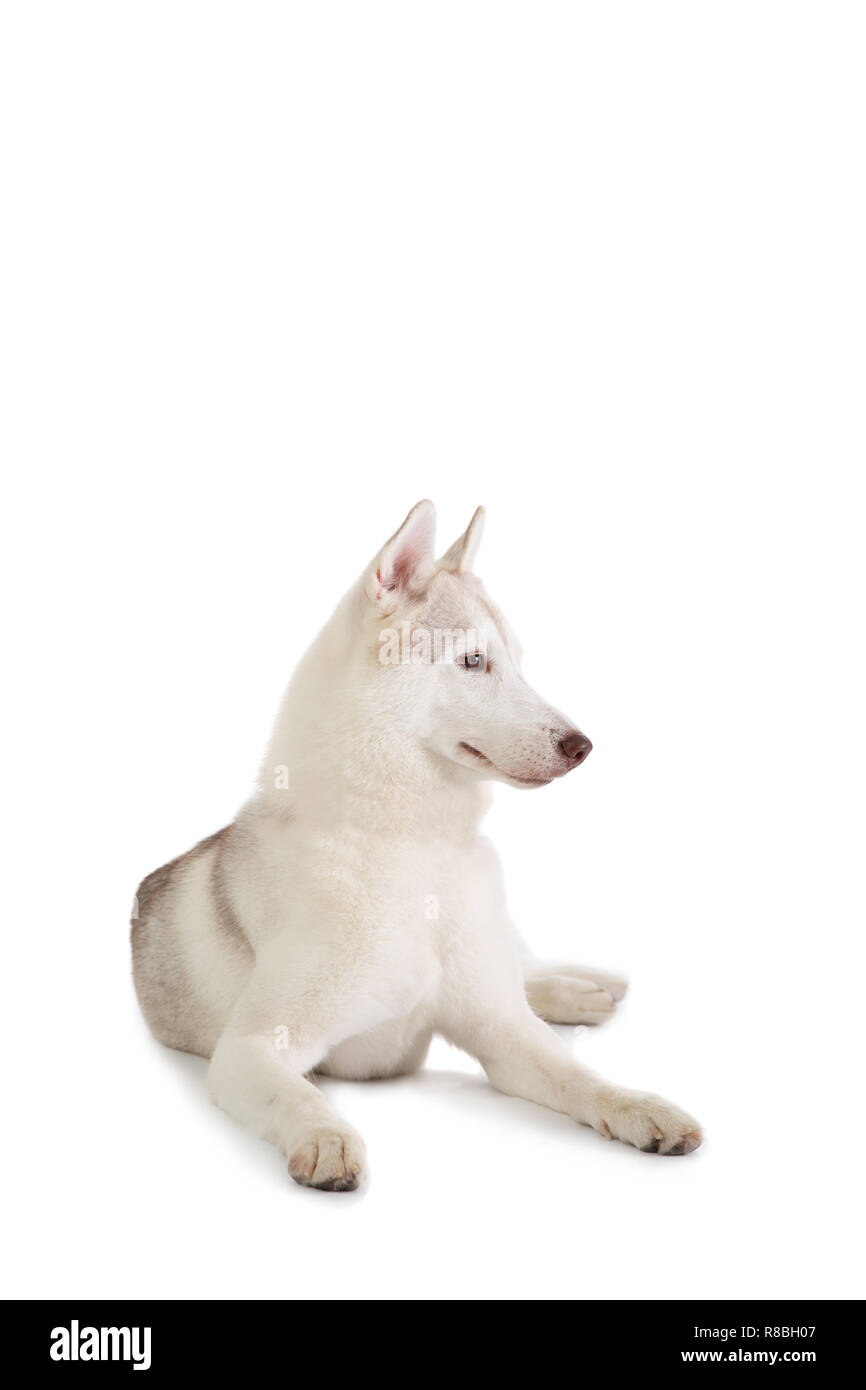 portrait of gorgeous siberian husky sitting on the floor siolated on ...