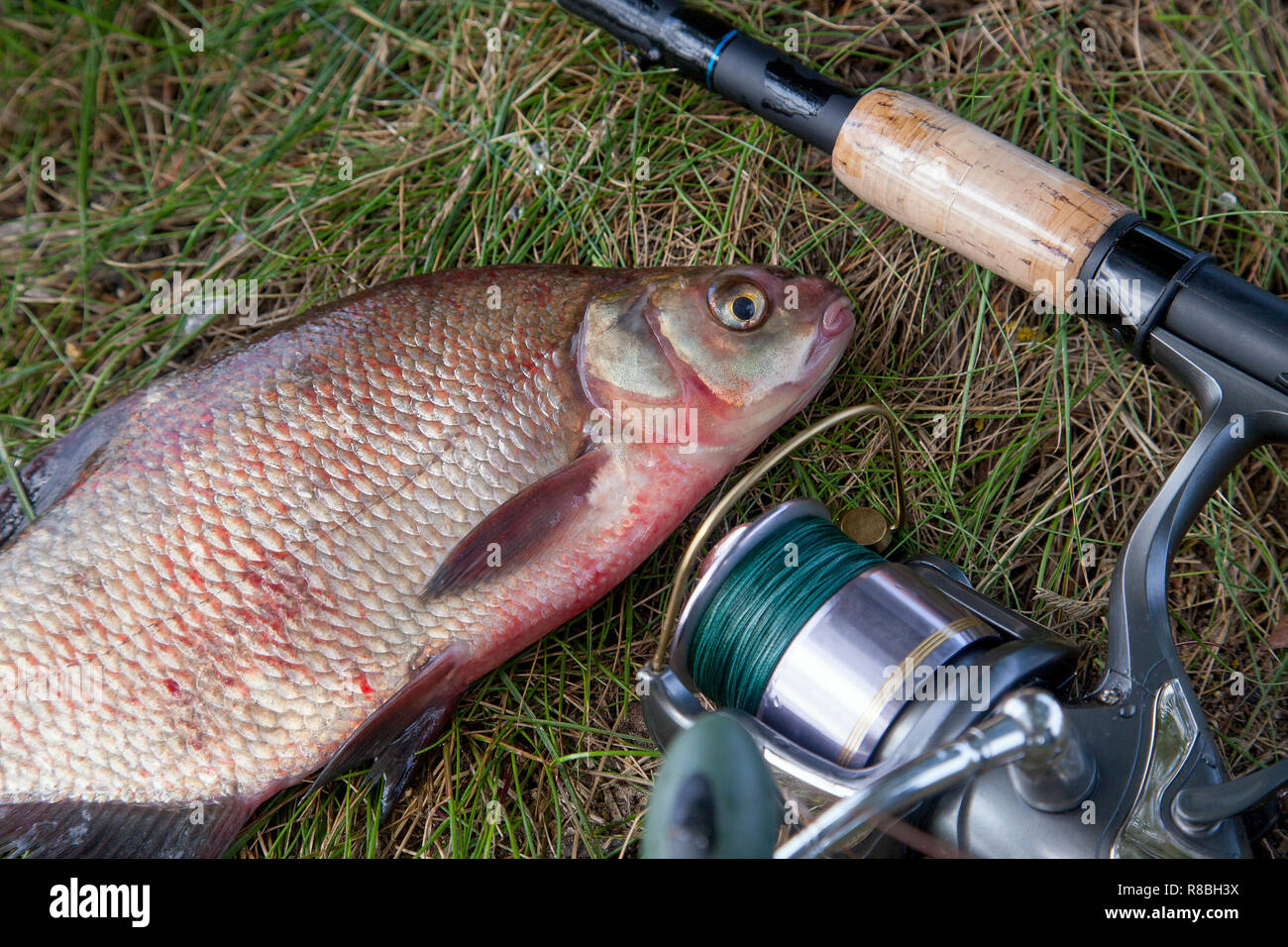 Good catch. Just taken from the water big freshwater common bream known ...