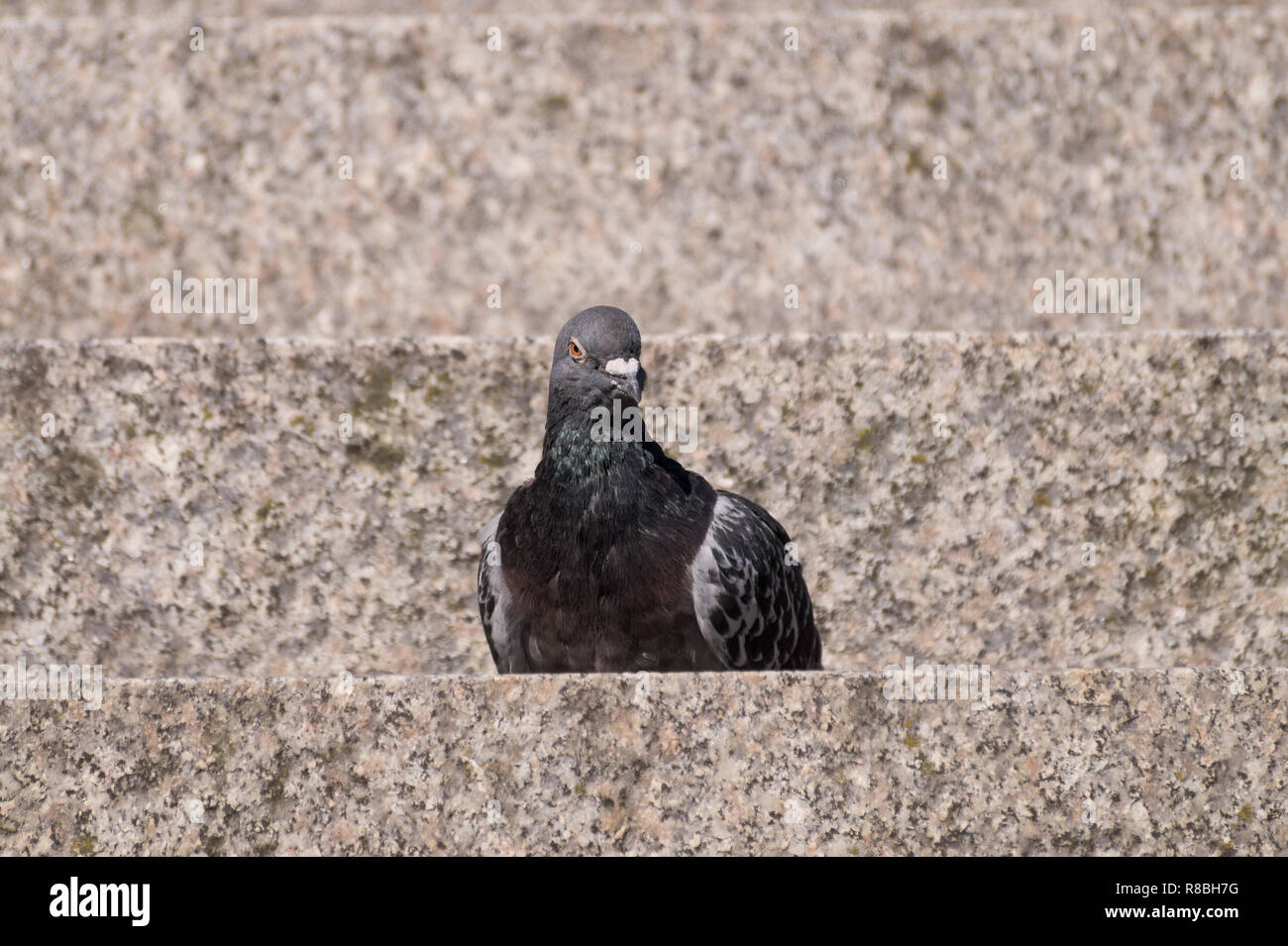 Close-up of a Pigeon on a Stair in the City Stock Photo - Alamy