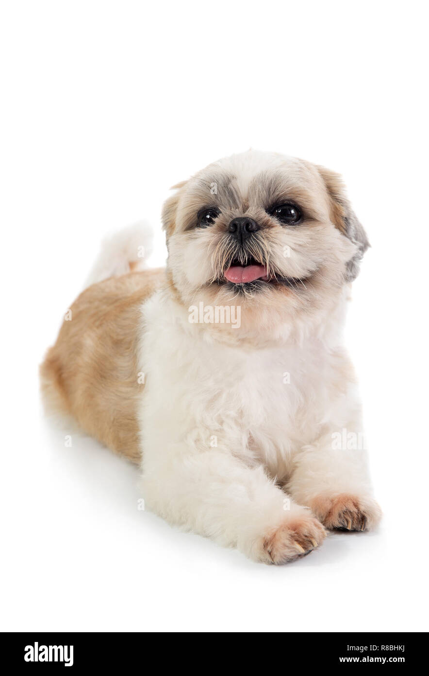 close up portrait of cute shih tzu dog with tongue sticking out sitting ...