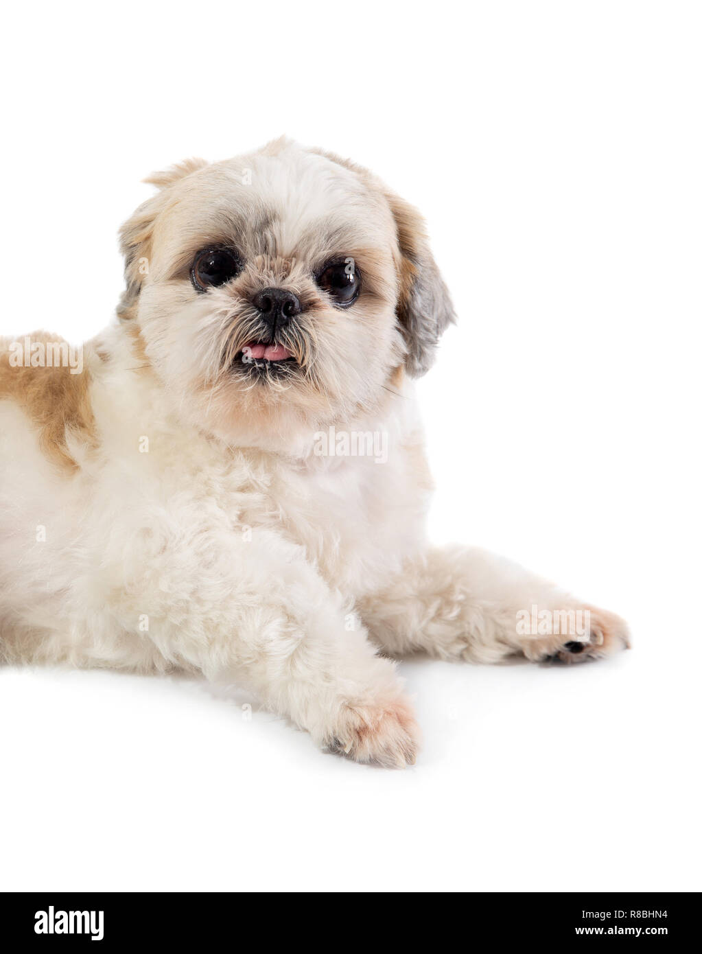 close up portrait of cute shih tzu dog with tongue sticking out sitting ...