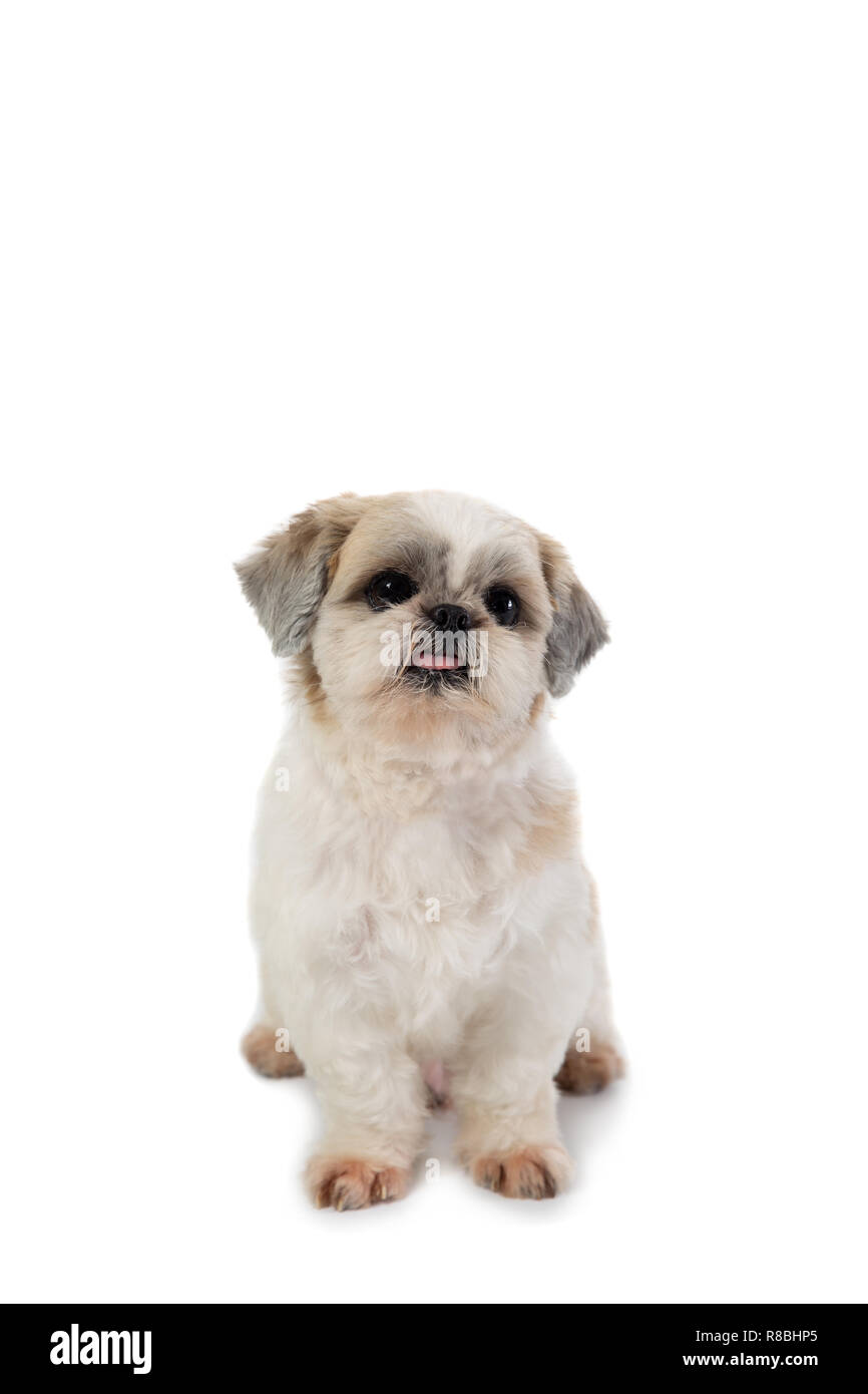 portrait of cute shih tzu dog with tongue sticking out sitting on the ...