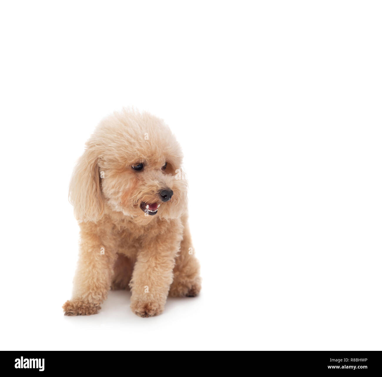 portrait of cute curly-haired poodle isolated on white background with ...