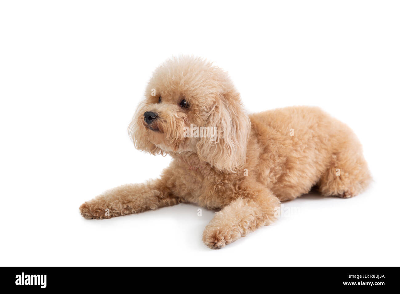 portrait of curly-haired poodle lying on the floor isolated on white ...