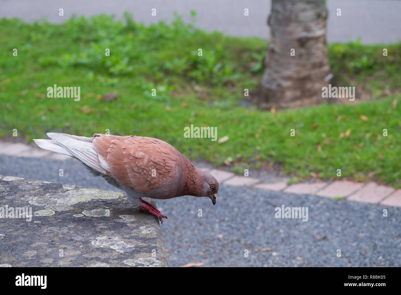 Close up pigeon on sidewalk hi-res stock photography and images - Alamy