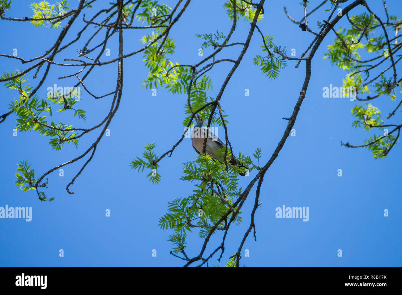 Streptopelia picturata hi-res stock photography and images - Alamy