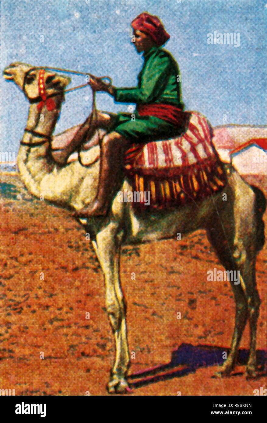 Post delivered by camel, Arabia, c1928. Creator: Unknown Stock Photo ...