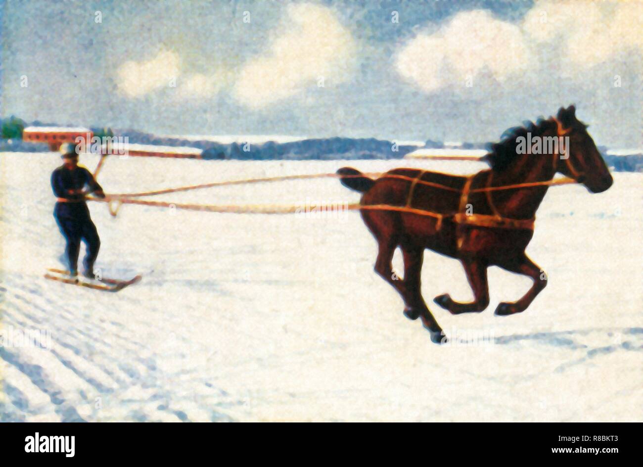Skijoring Dogs Stock Photos & Skijoring Dogs Stock Images - Alamy
