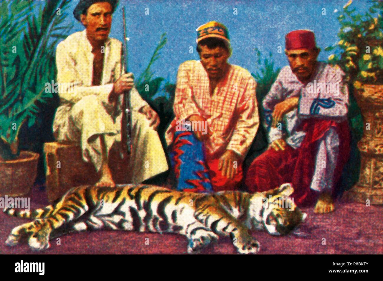 Dead tiger hi-res stock photography and images - Alamy