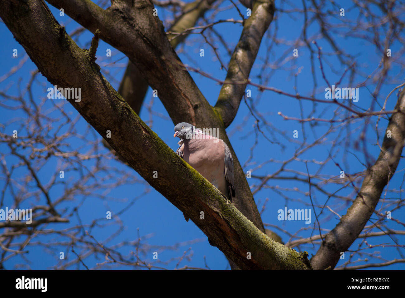 Streptopelia picturata hi-res stock photography and images - Alamy