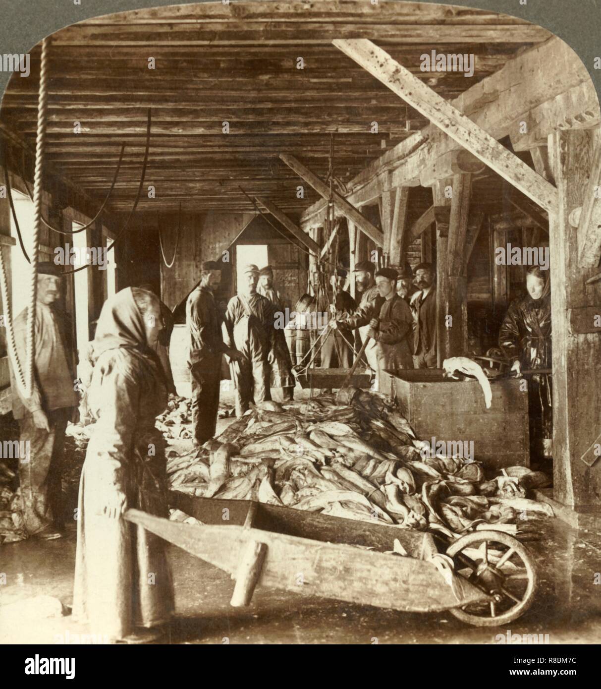 'Receiving fish from sea vessels and packing for export - fish ...