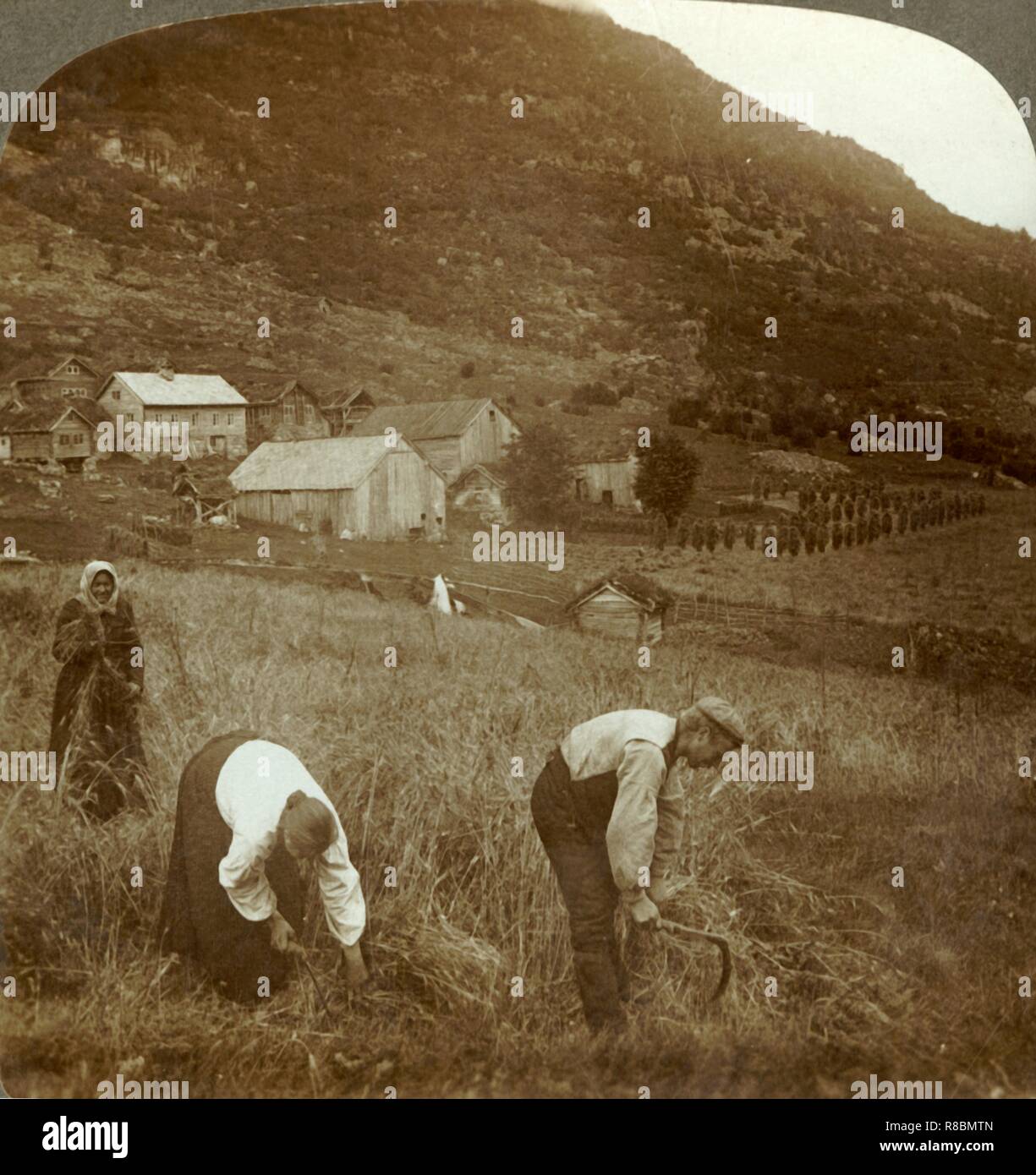 Farm 1900s hi-res stock photography and images - Alamy