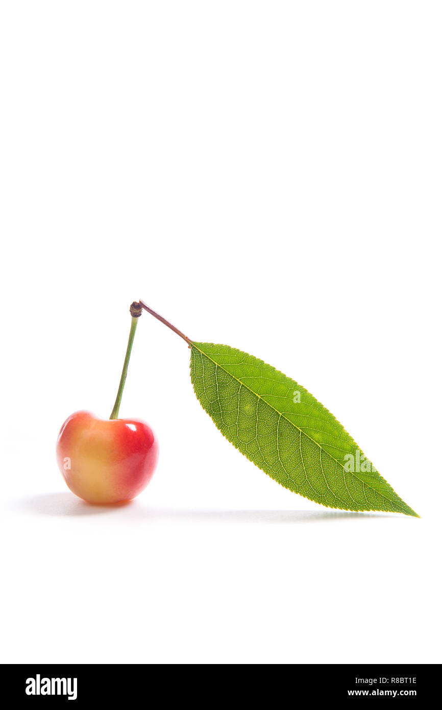 Berries of yellow sweet cherries with green leaf of cherry tree on ...