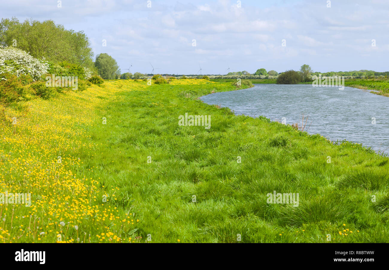 View along the river Hull flanked by buttercups and grass verges on a ...