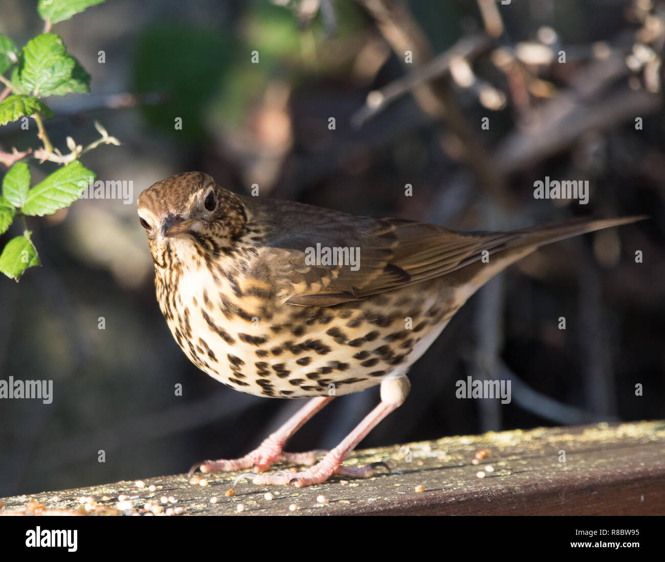 Mistle thrush (Turdus viscivorus Stock Photo - Alamy