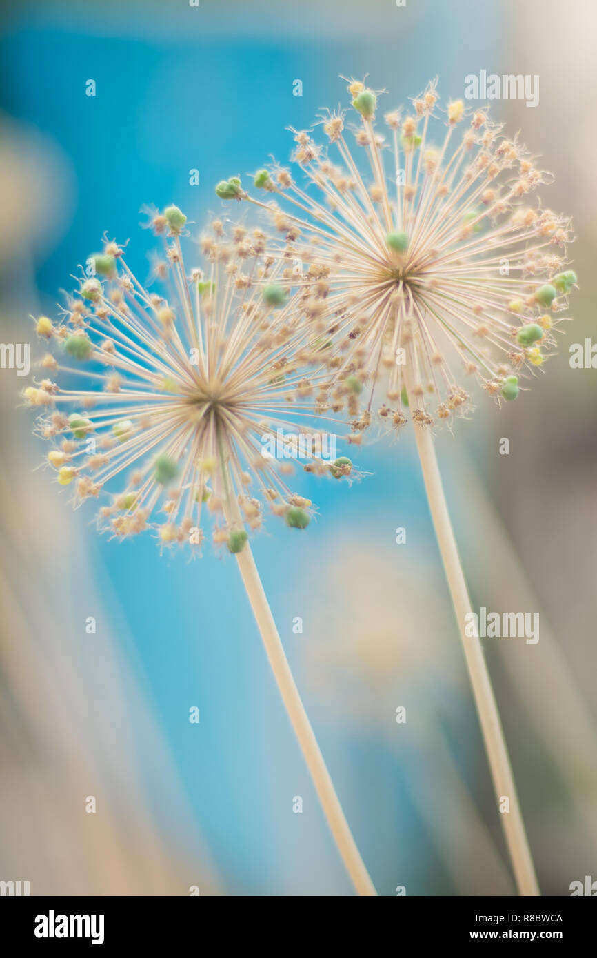 Round bed hi-res stock photography and images - Alamy