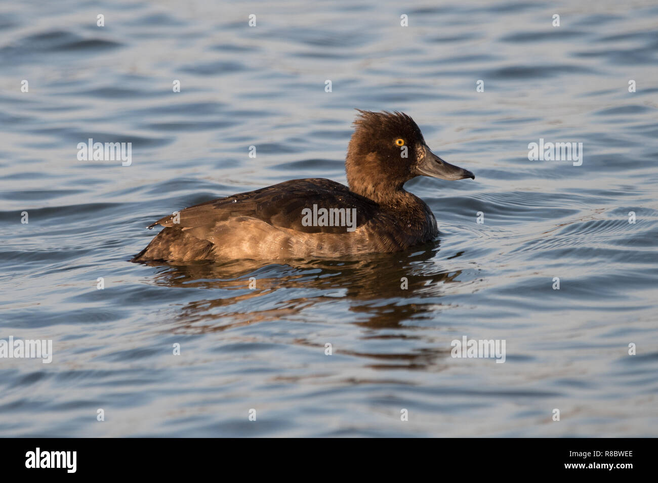 Tufted duck diving hi-res stock photography and images - Alamy